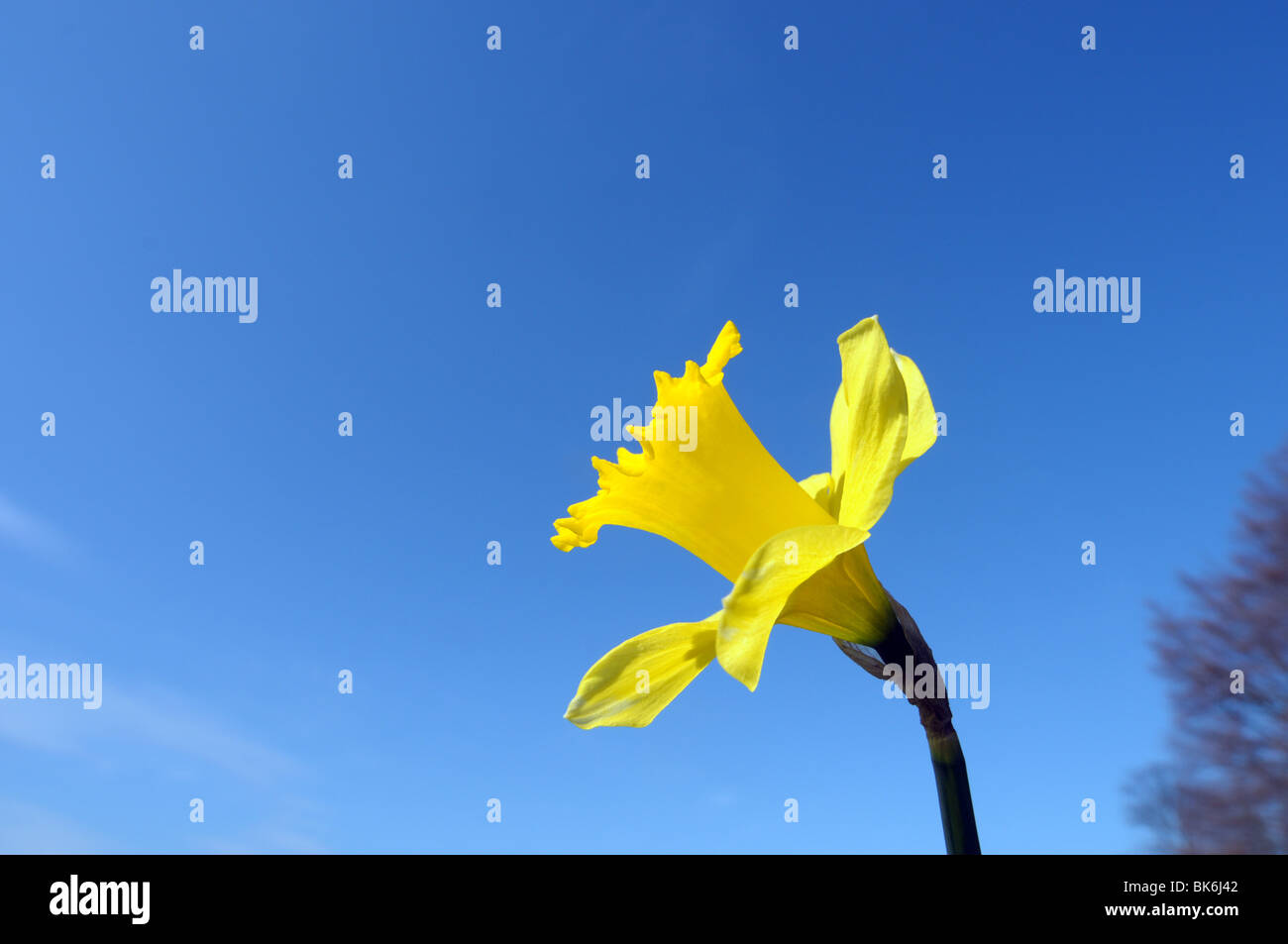 Side view daffodil flower narcissus hi-res stock photography and images ...