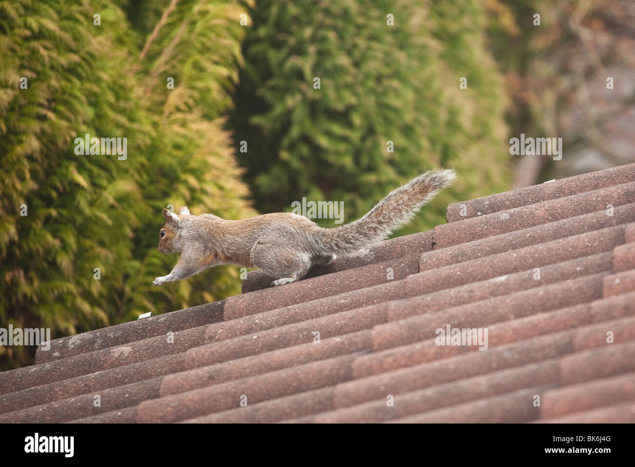 Grey squirrel on domestic hi-res stock photography and images - Alamy