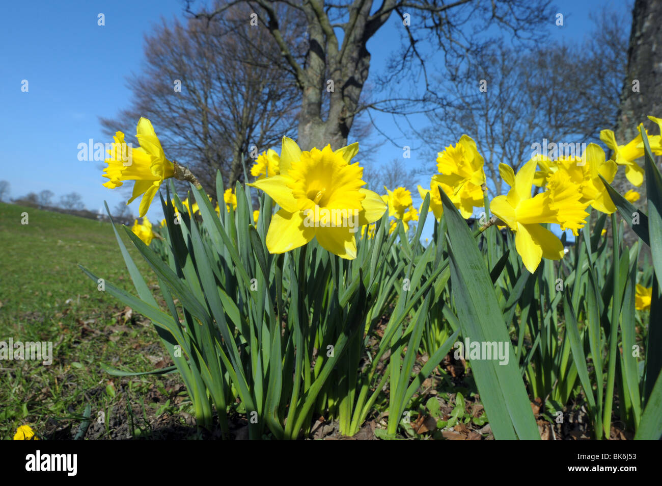 Scottish daffodils hi-res stock photography and images - Alamy