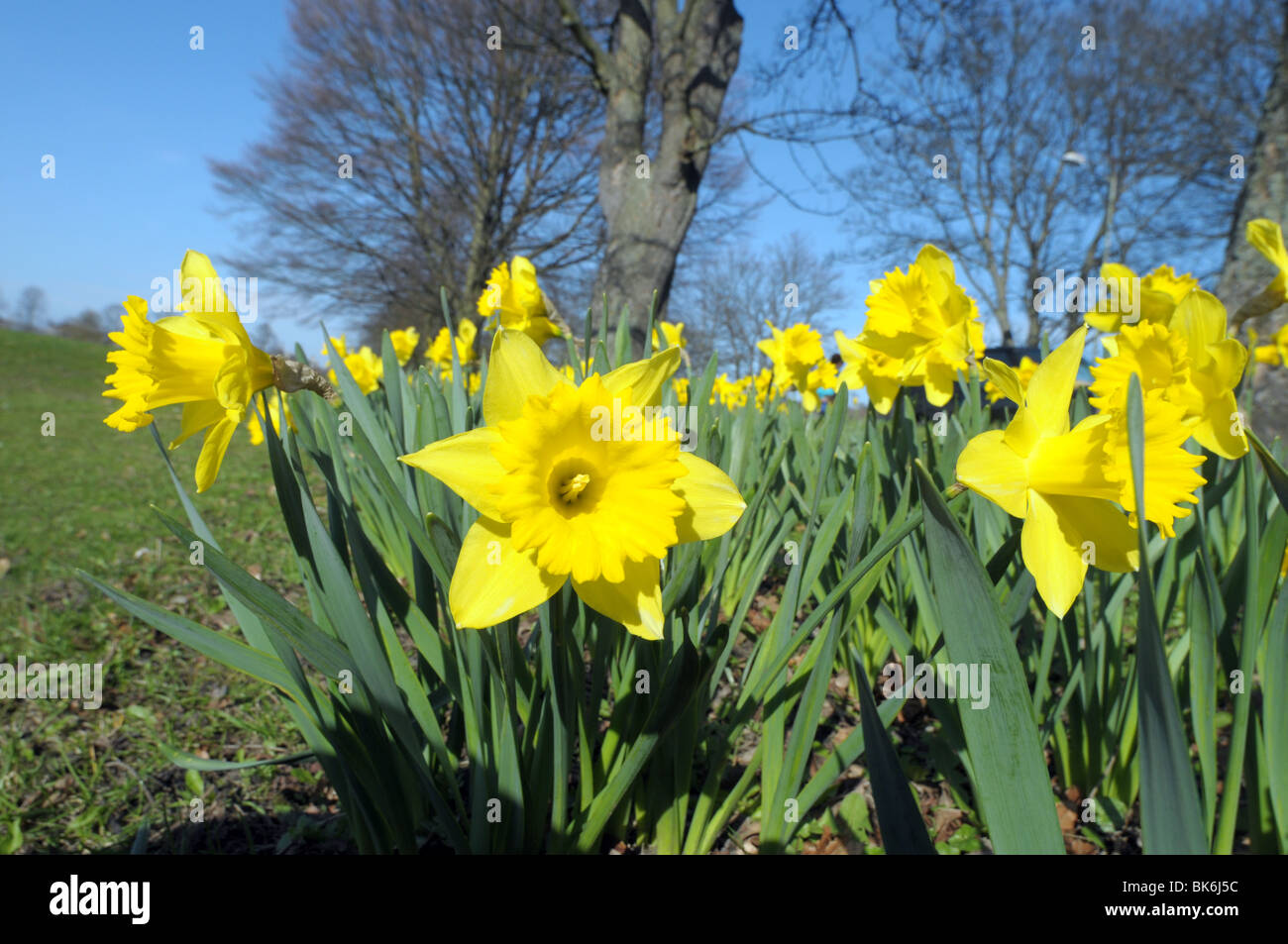 Daffodils hi-res stock photography and images - Alamy