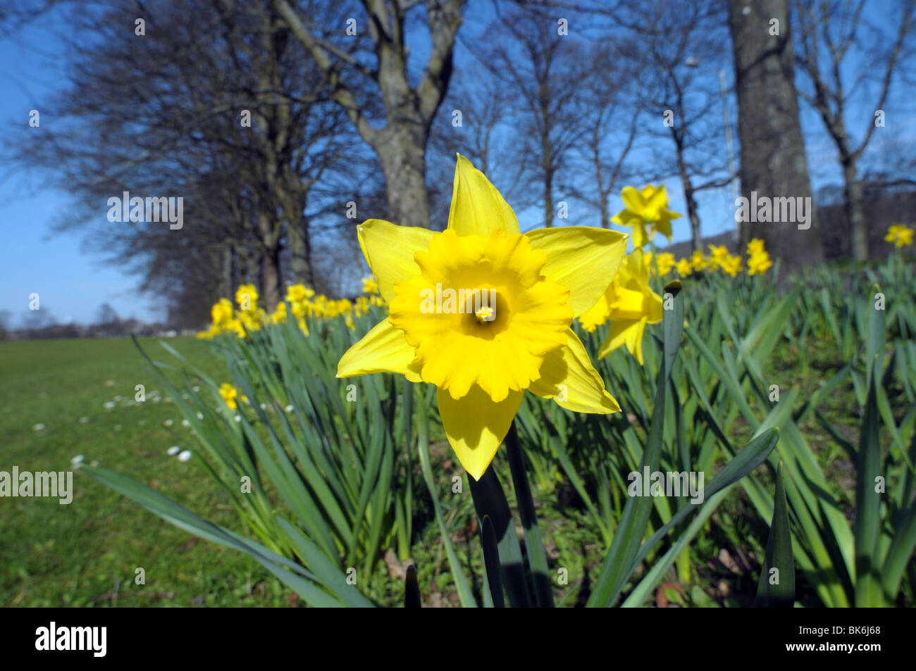 Daffodils in Spring Stock Photo - Alamy