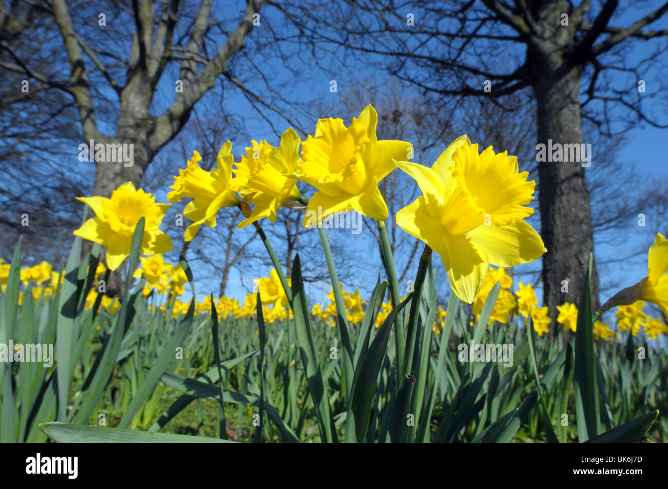 Daffodils in Spring Stock Photo - Alamy