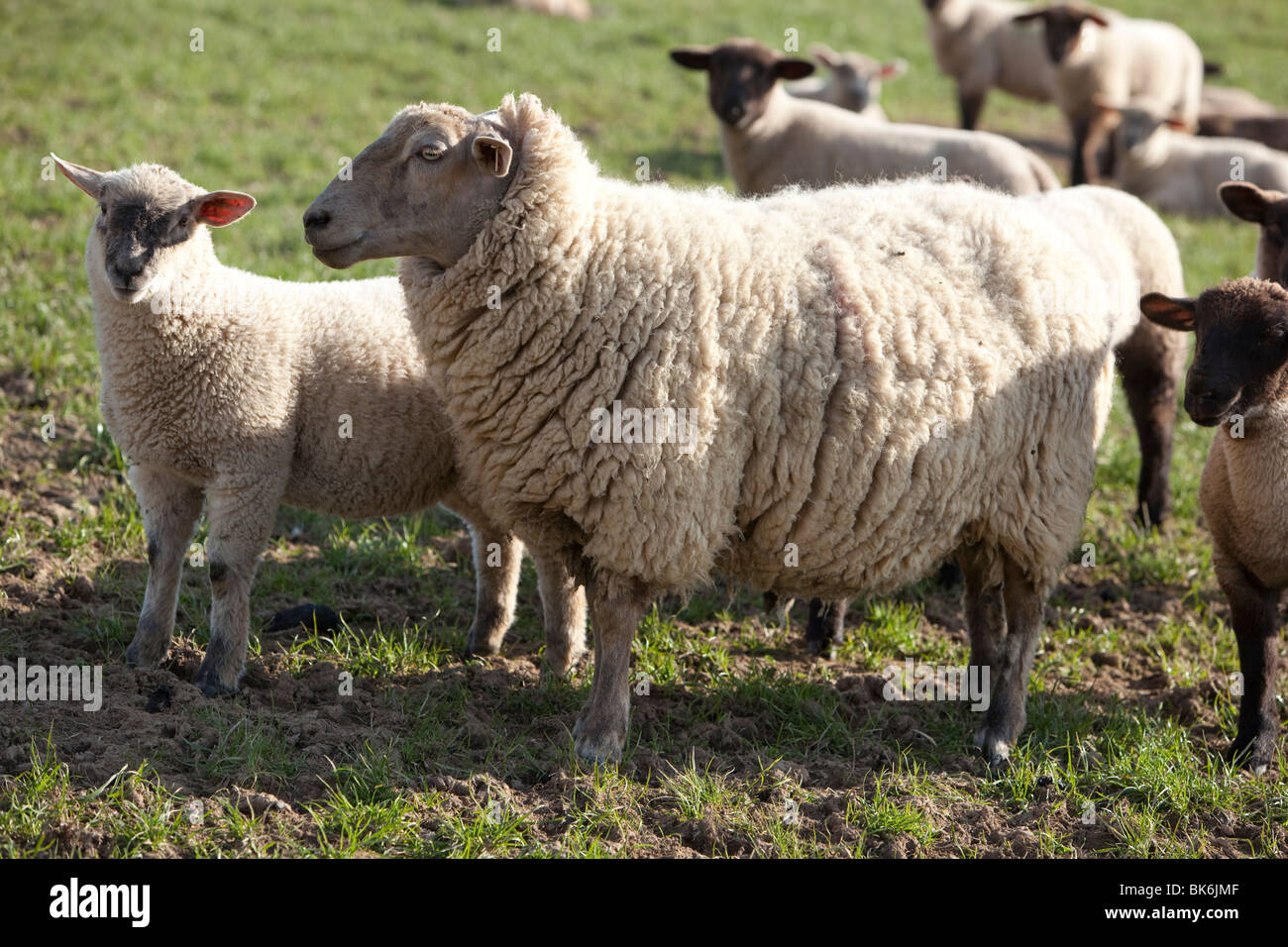 Sheep in a field Stock Photo - Alamy