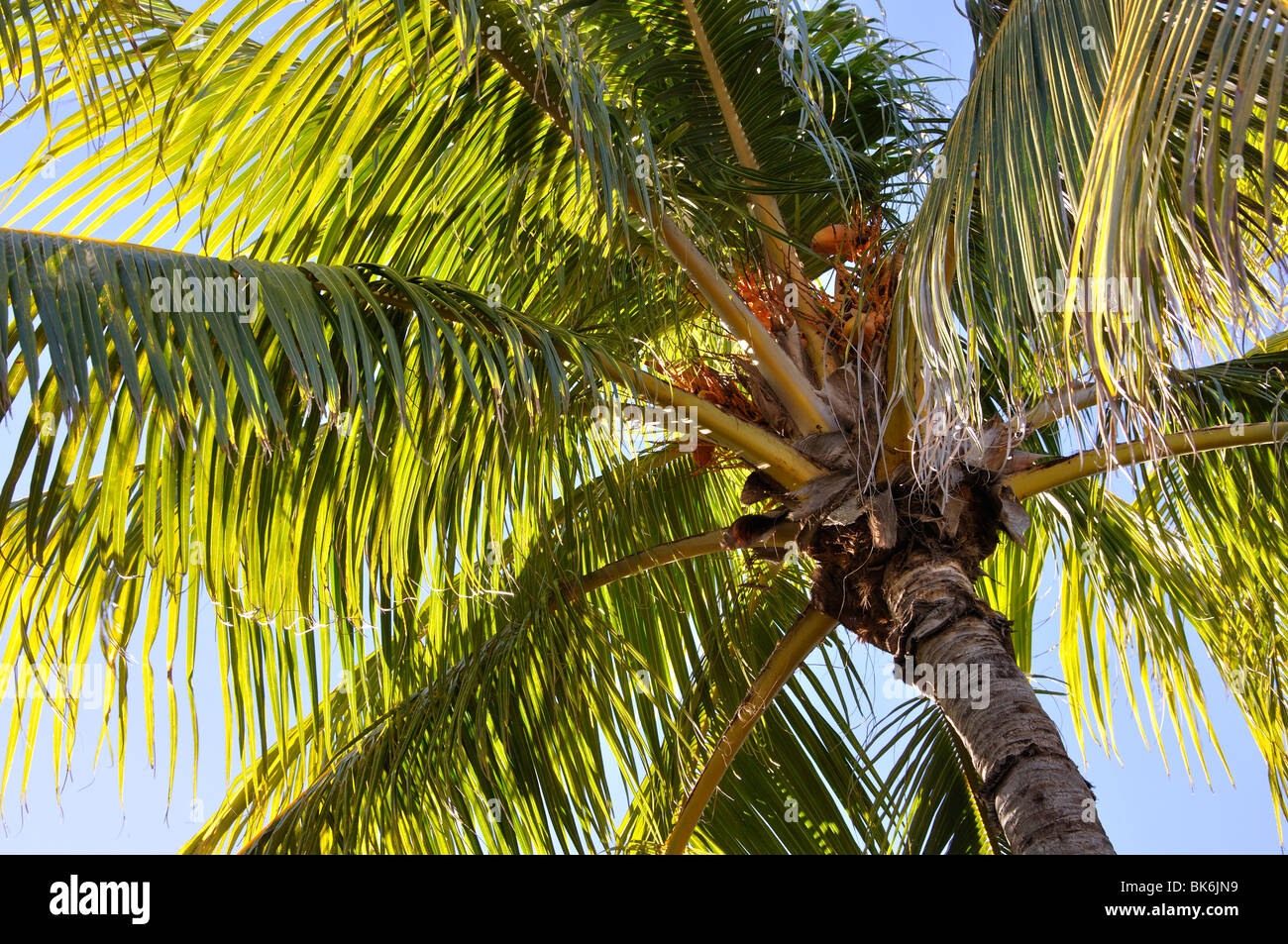 Palm, Key West, Florida, USA Stock Photo - Alamy