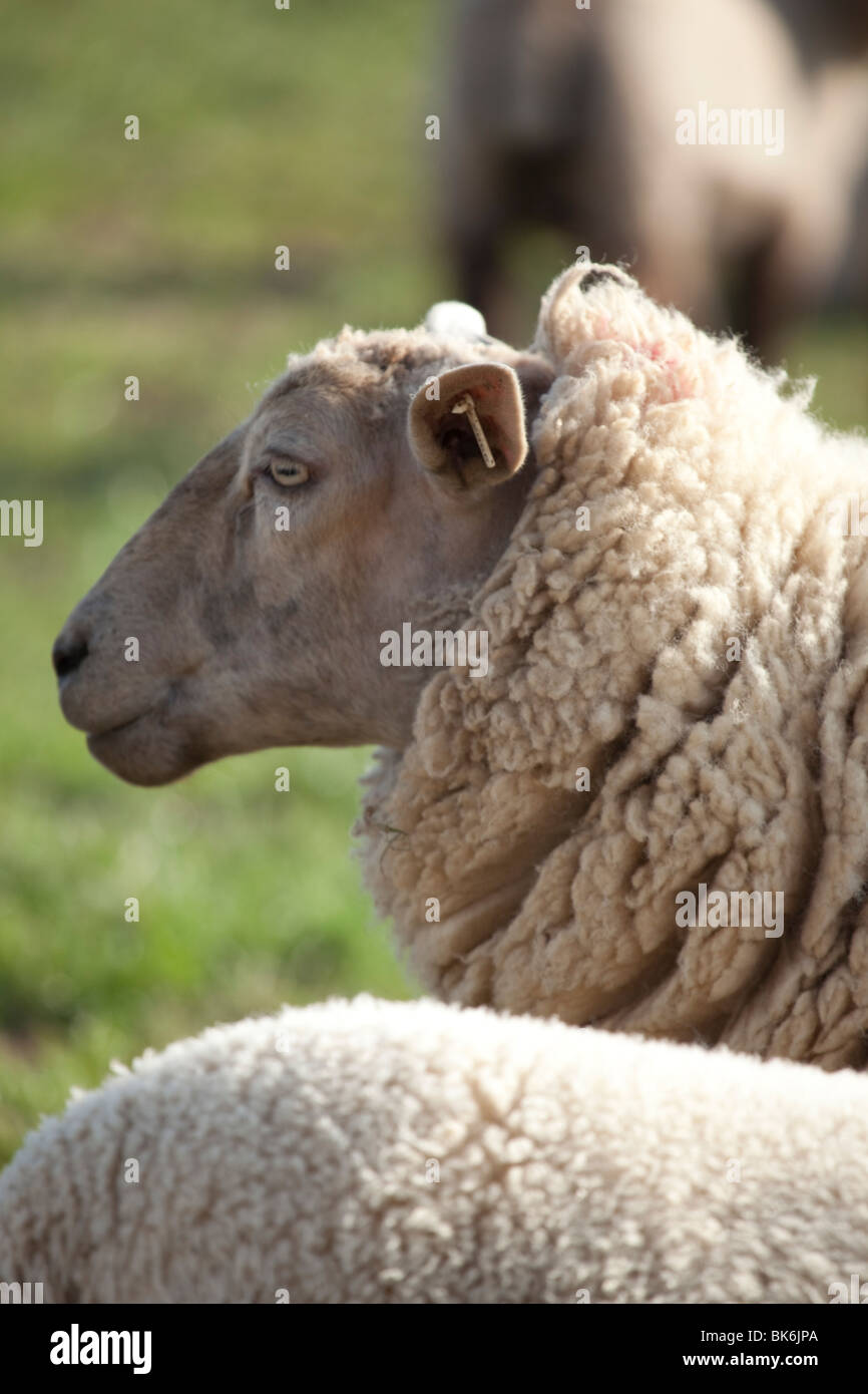 Sheep in a field Stock Photo - Alamy