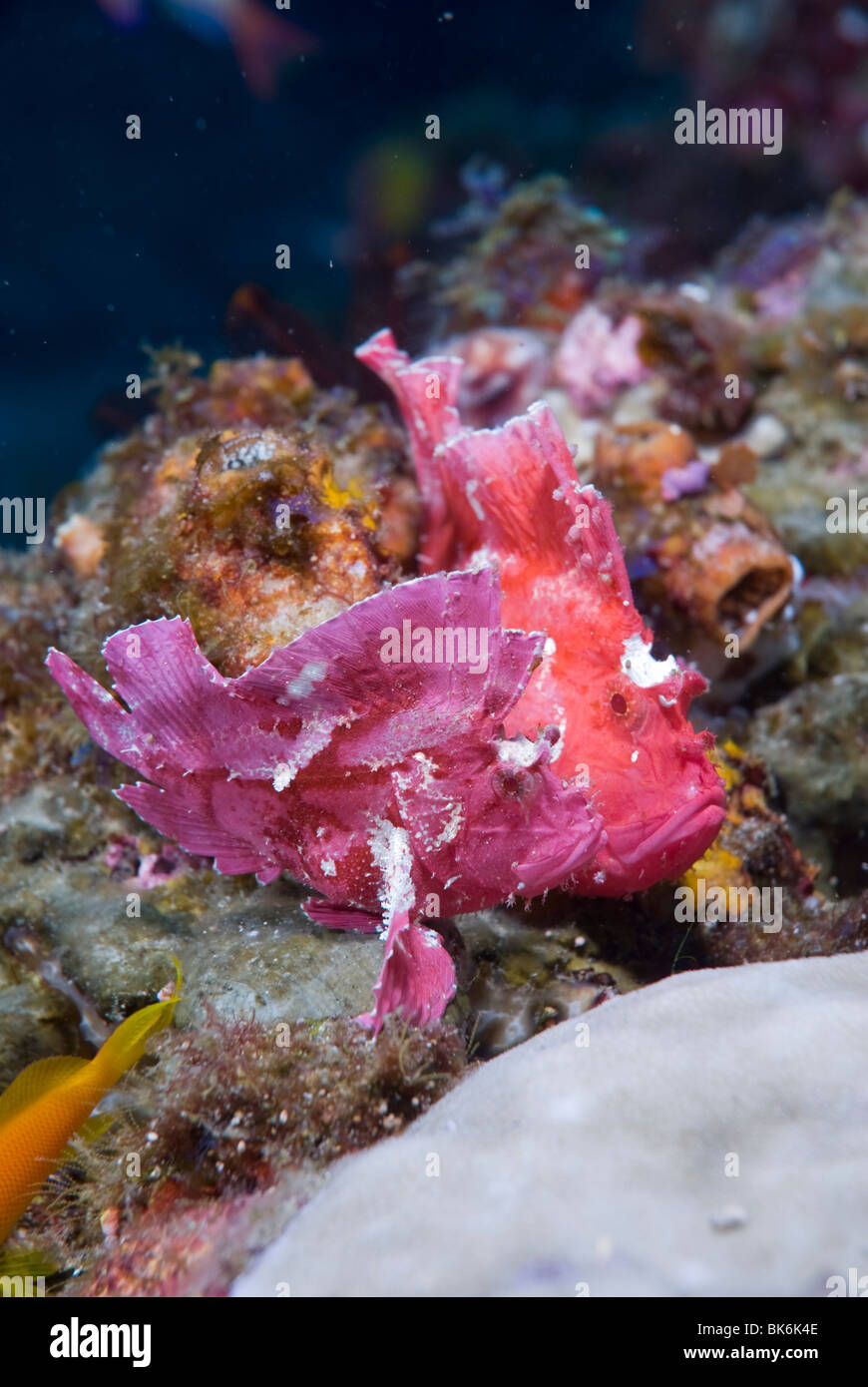Leaf scorpion fish or paper fish, Sodwana Bay, South Africa, Indian ...