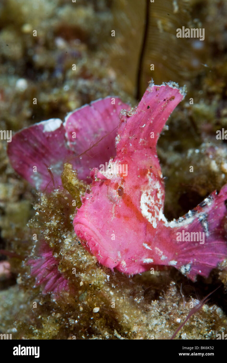 Leaf scorpion fish or paper fish, Sodwana Bay, South Africa, Indian ...