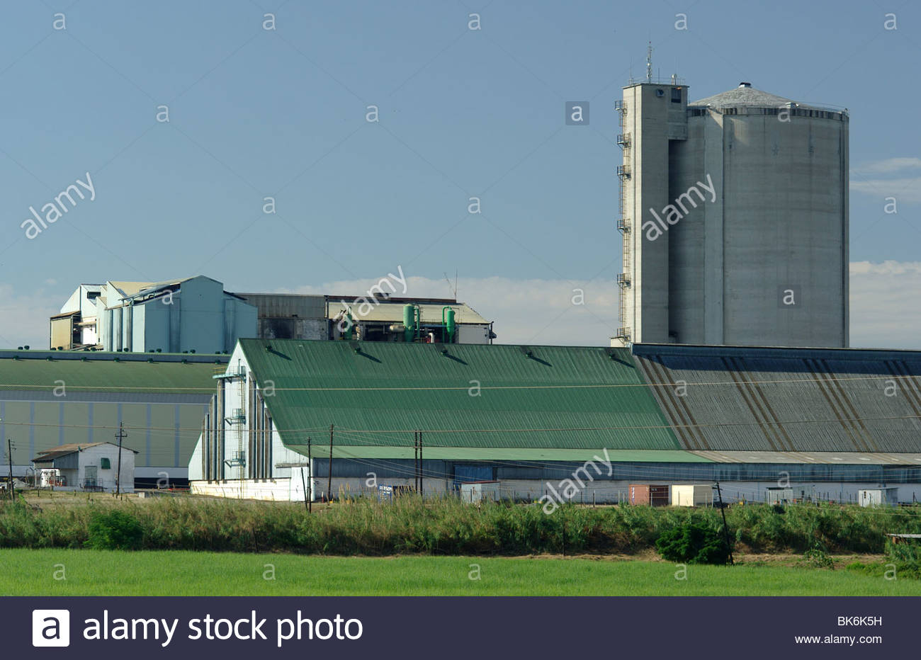 Closeup Sugar Cane Plantation High Resolution Stock Photography and ...