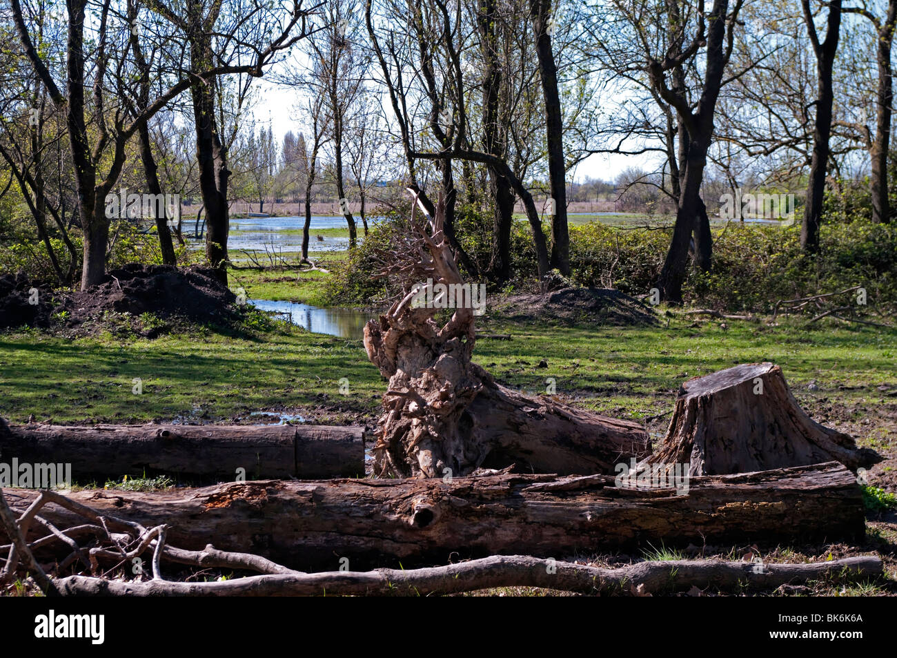 Timber swamp hi-res stock photography and images - Alamy