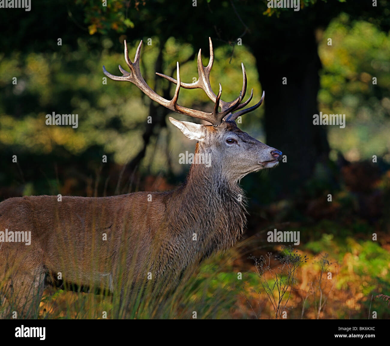 Red deer stag Stock Photo - Alamy
