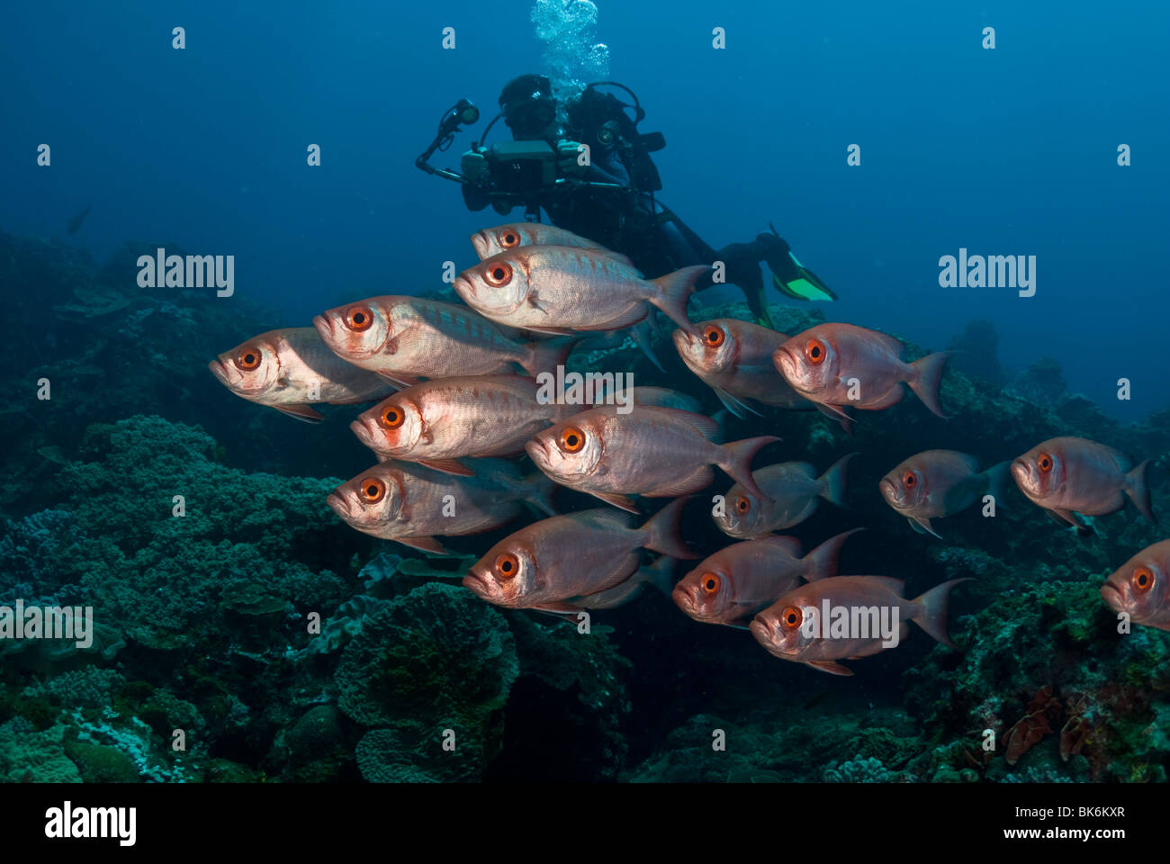 Scuba diver and school big eye snappers, South Africa Stock Photo - Alamy