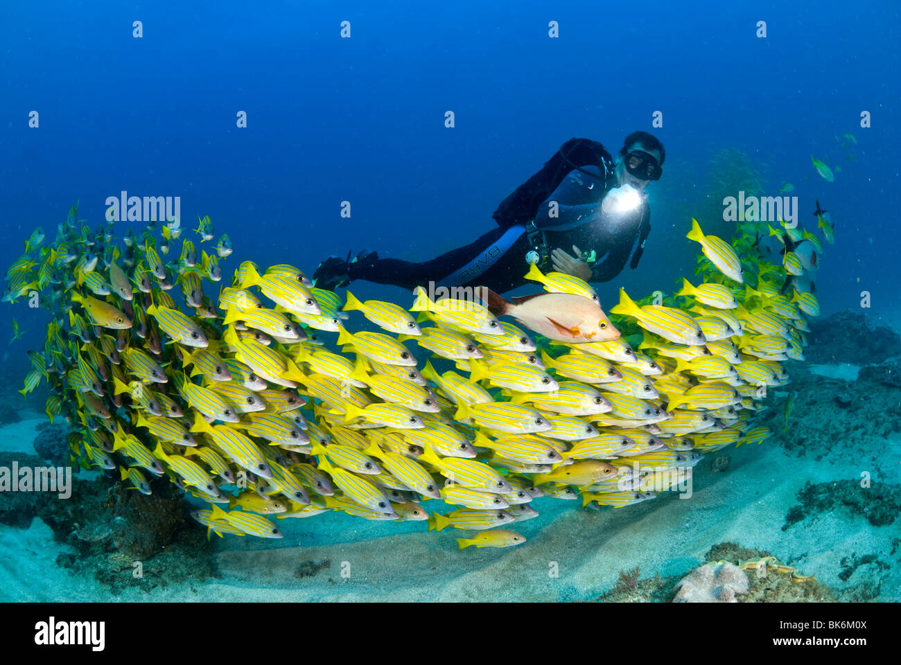 Scuba diver swimming yellow tropical hi-res stock photography and ...