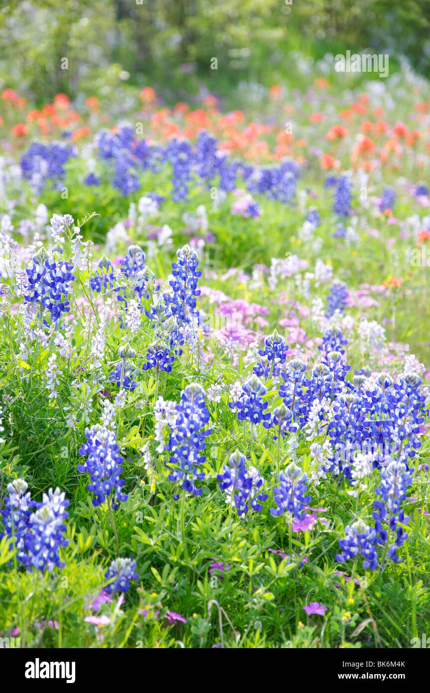 Bluebonnets in Texas, USA Stock Photo - Alamy