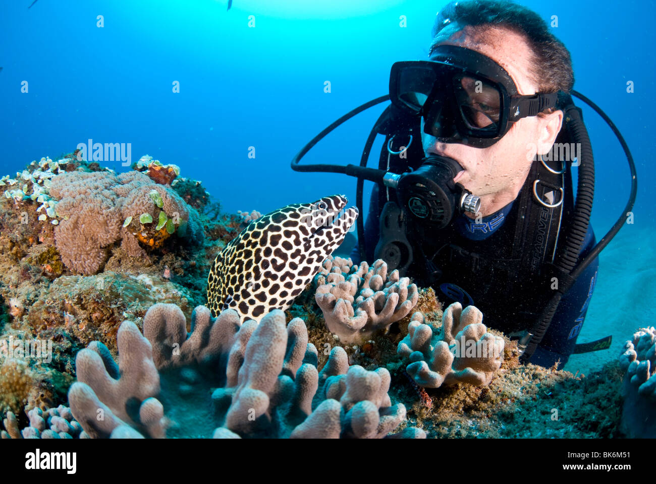 Scuba diver and honeycomb morey eel, South Africa Stock Photo - Alamy