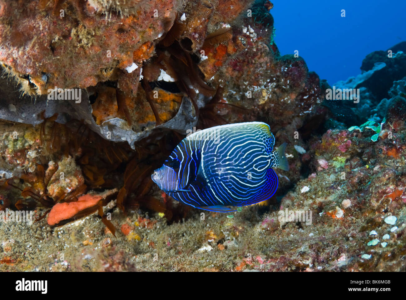Juvenile emperor angelfish changing its looks as becoming adult, South ...