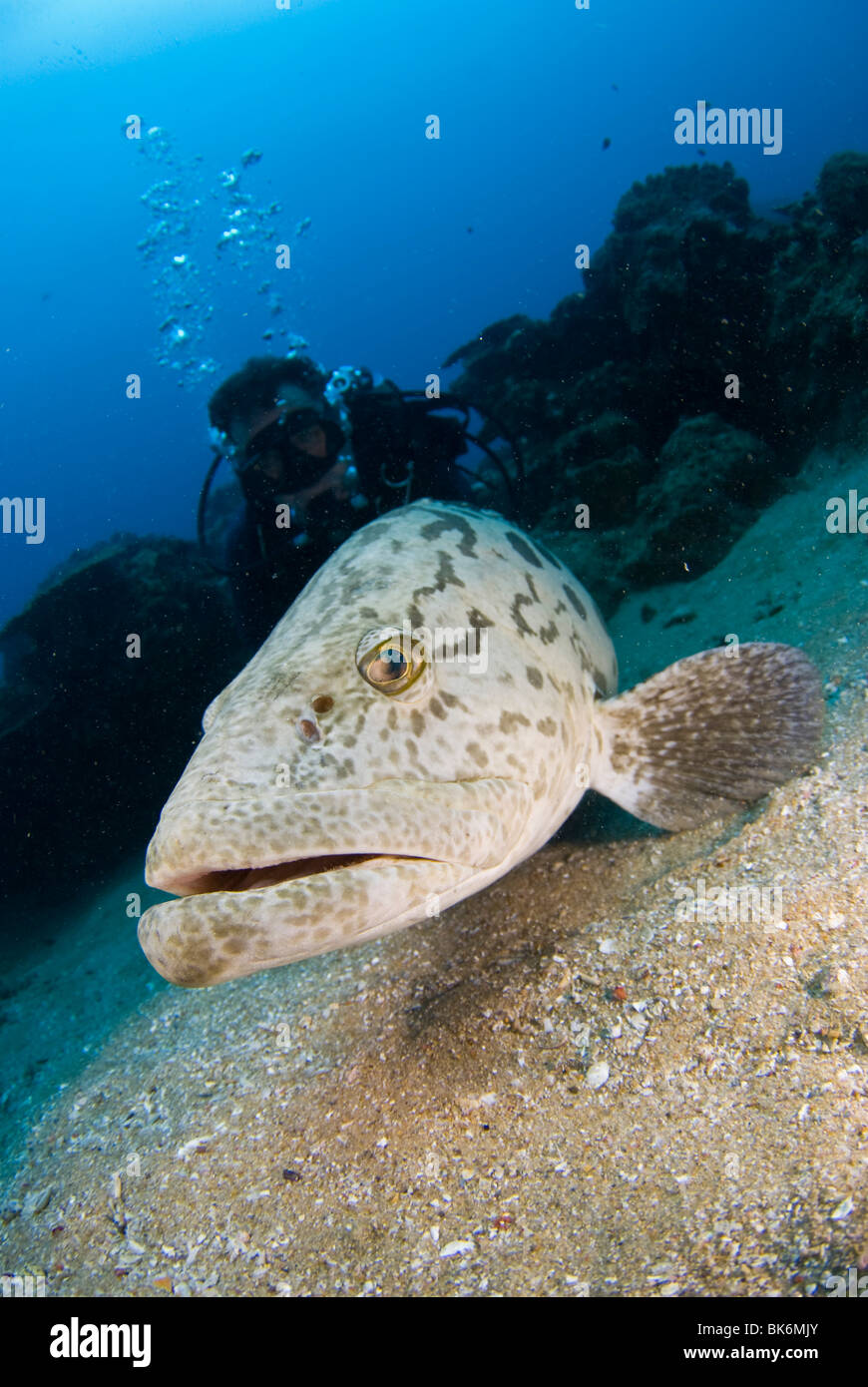 Big Cod Fish High Resolution Stock Photography and Images - Alamy