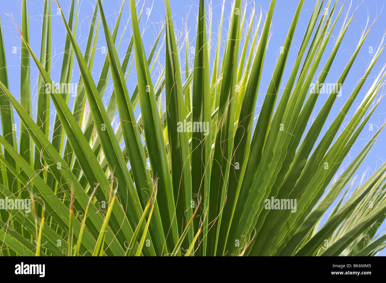 Palm leaves shape hi-res stock photography and images - Alamy