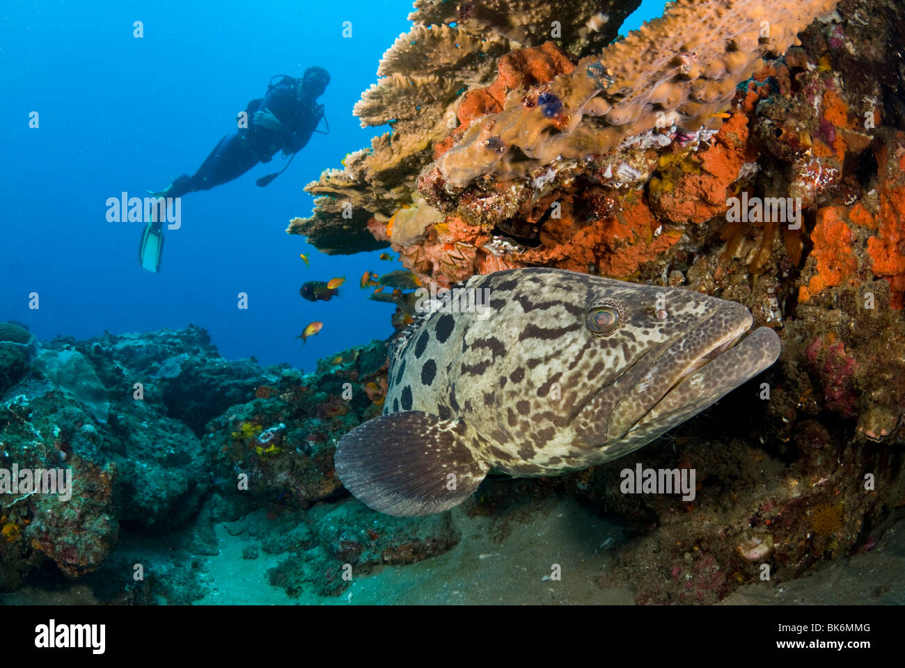 Potato cod and scuba diver, Epinephelus tukula, South Africa, Indian ...