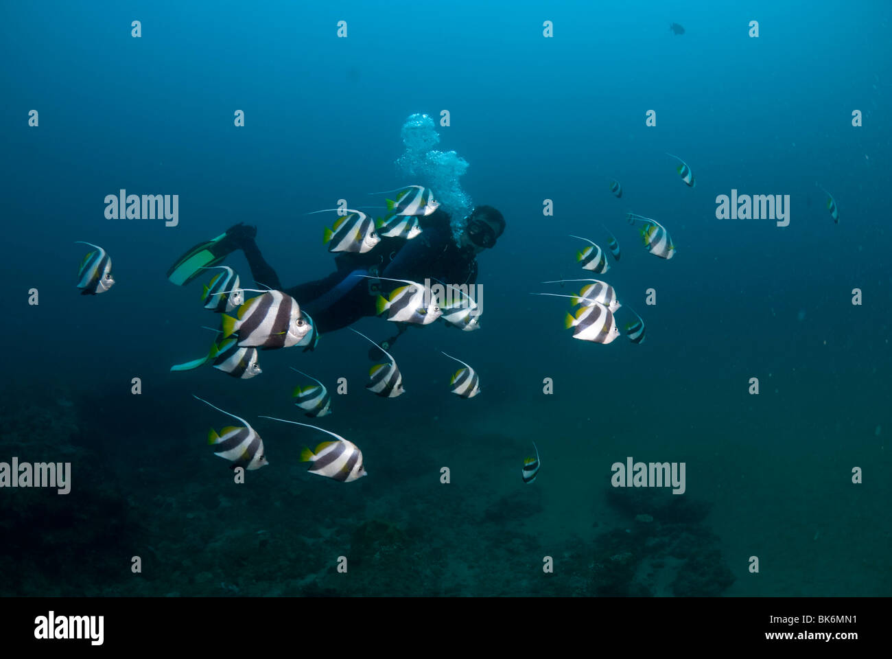 Banner fish hi-res stock photography and images - Alamy
