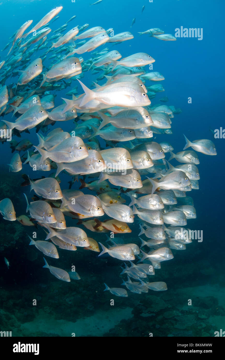 School of snappers, South Africa Stock Photo - Alamy