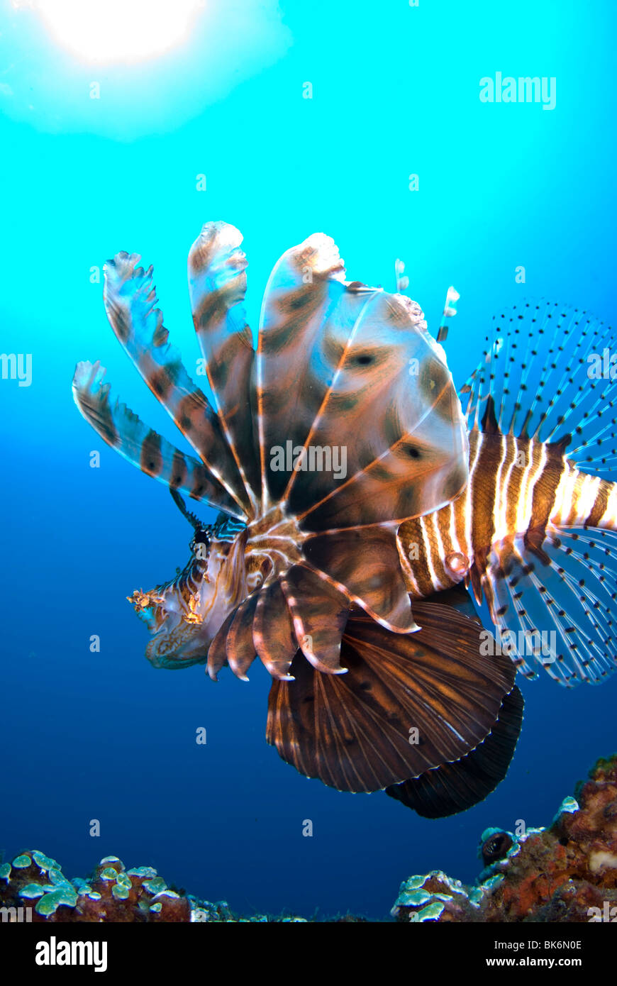 Lion fish close up hi-res stock photography and images - Alamy