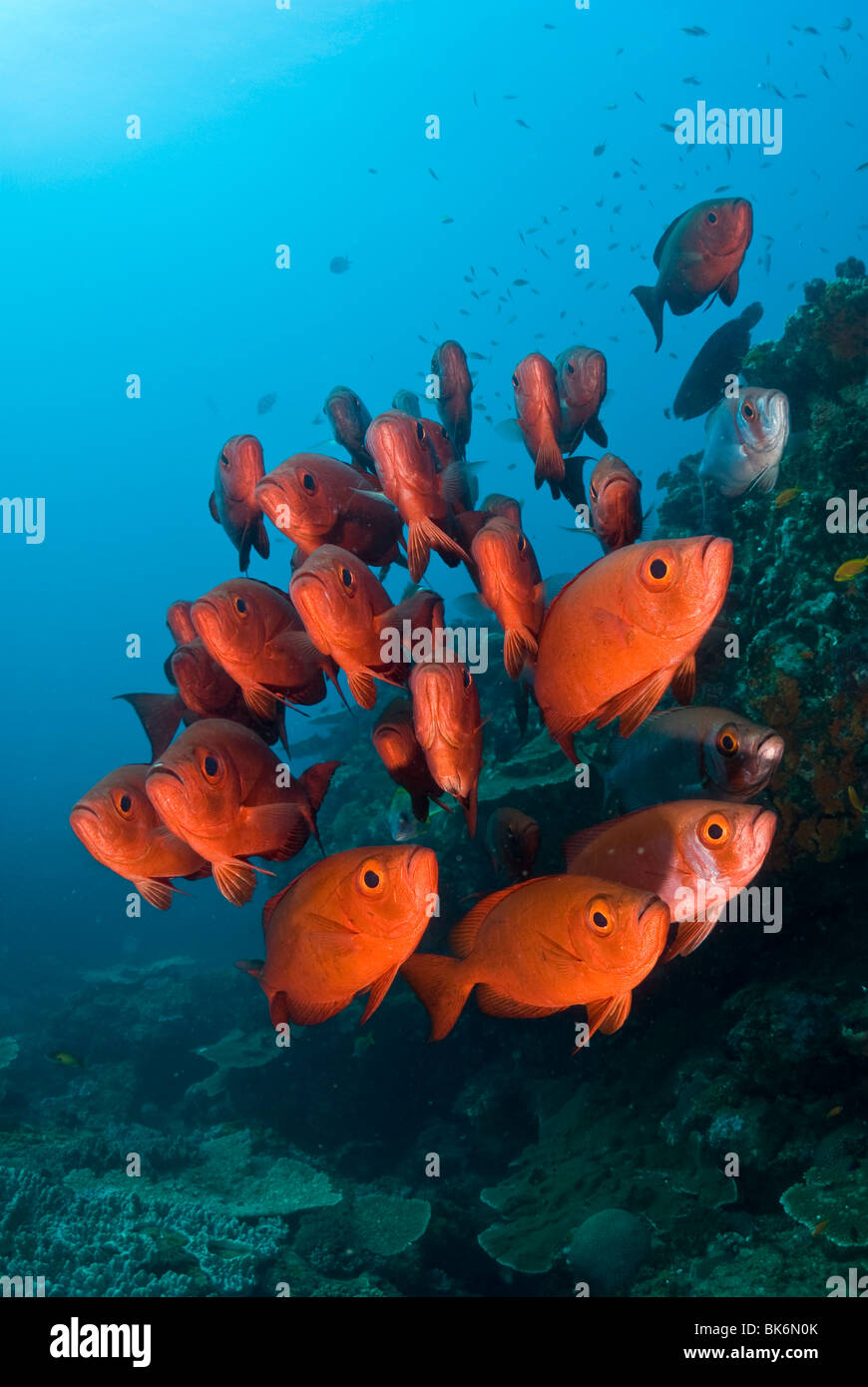 Red Big Eye Fish Stock Photos & Red Big Eye Fish Stock Images - Alamy