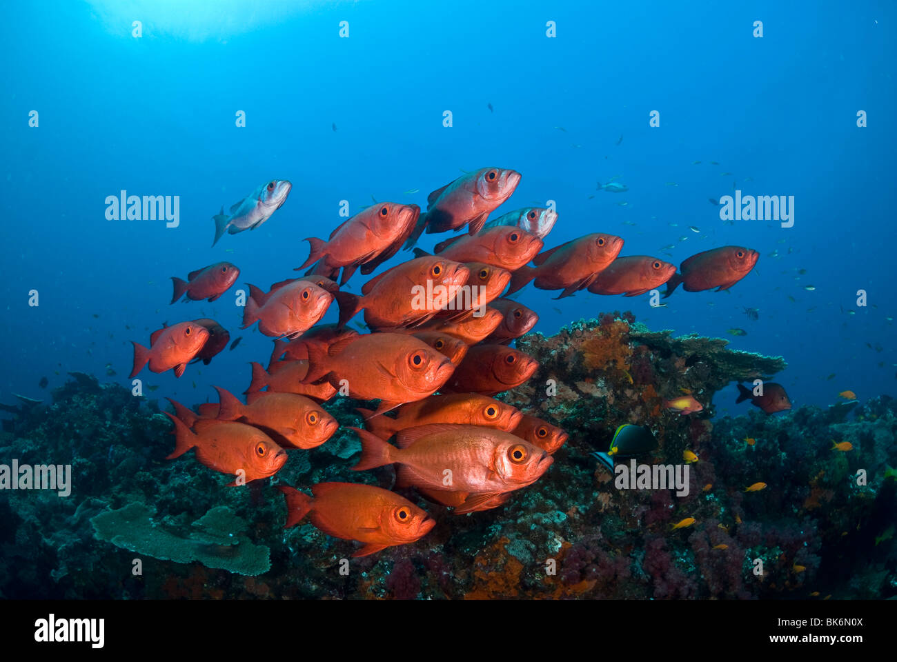 School of big eye snappers, South Africa, Indian Ocean Stock Photo - Alamy