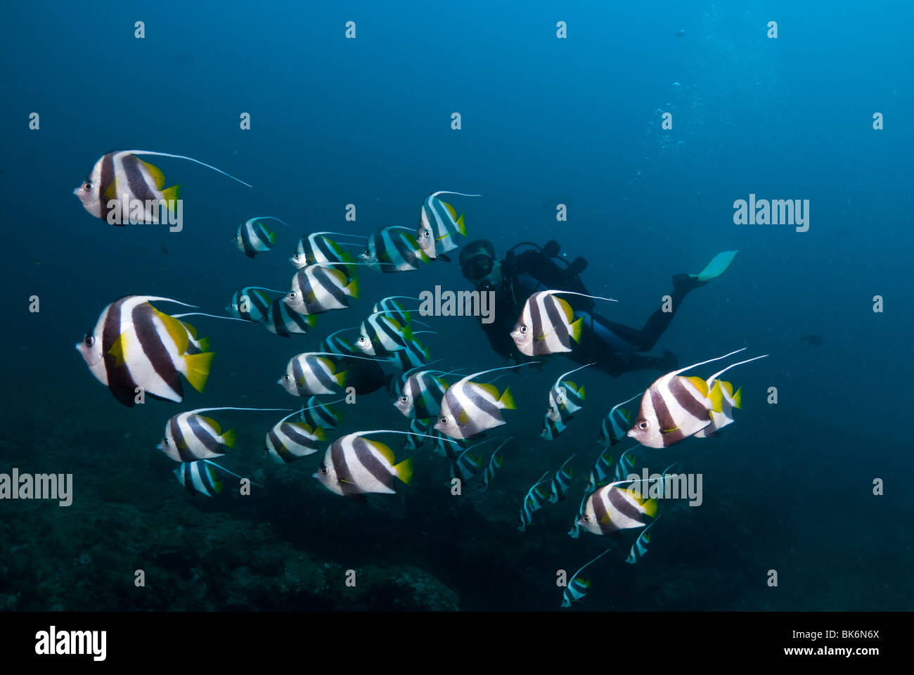 Banner fish hi-res stock photography and images - Alamy