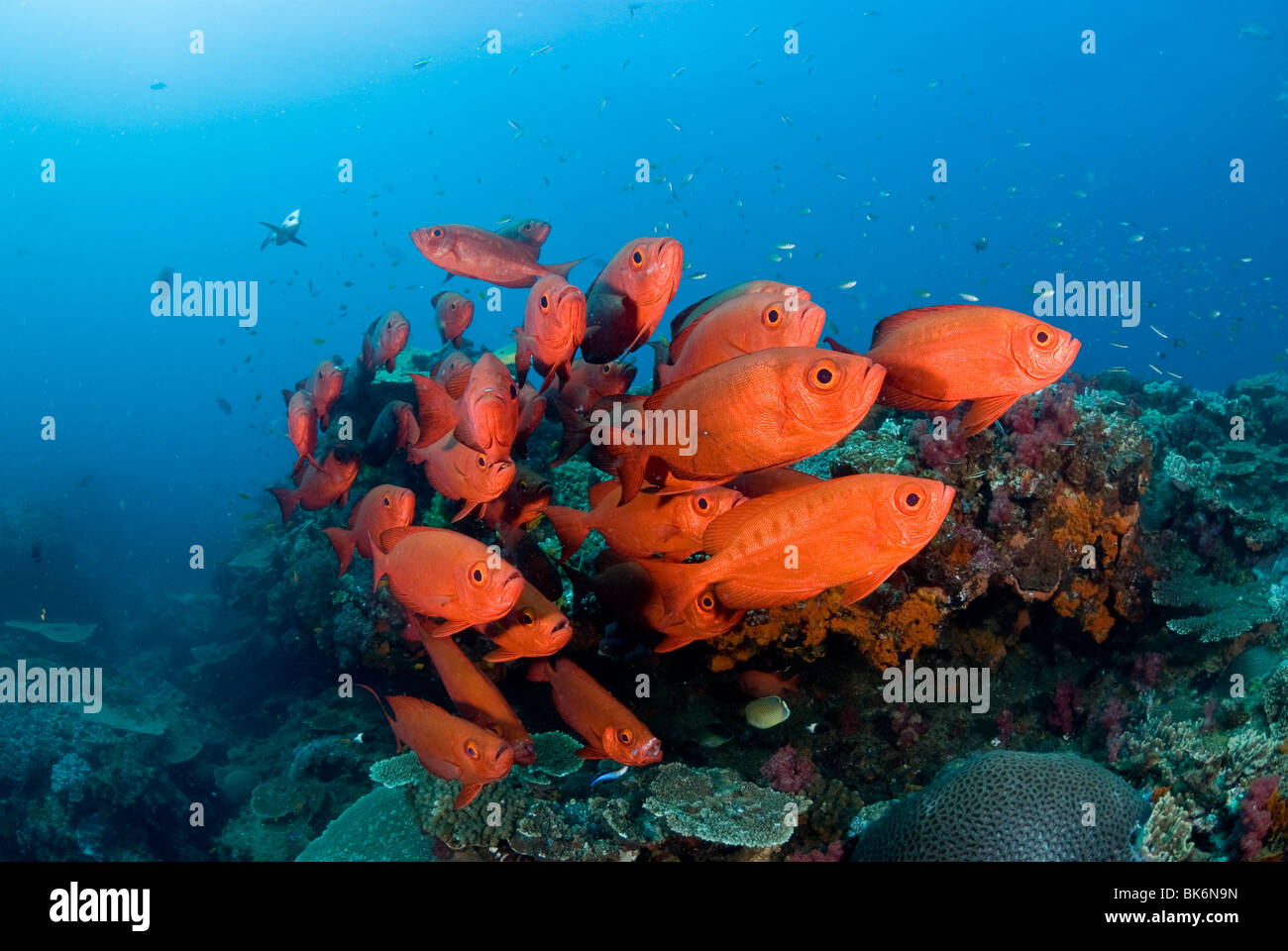 School of big eye snappers, South Africa, Indian Ocea Stock Photo - Alamy