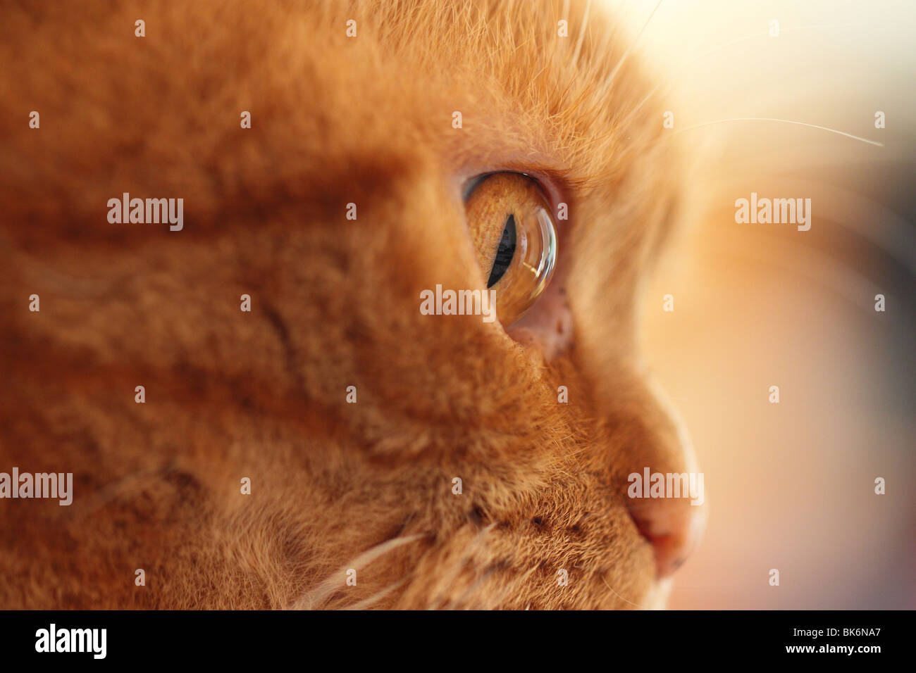 Ginger british shorthair cat gazing Stock Photo - Alamy