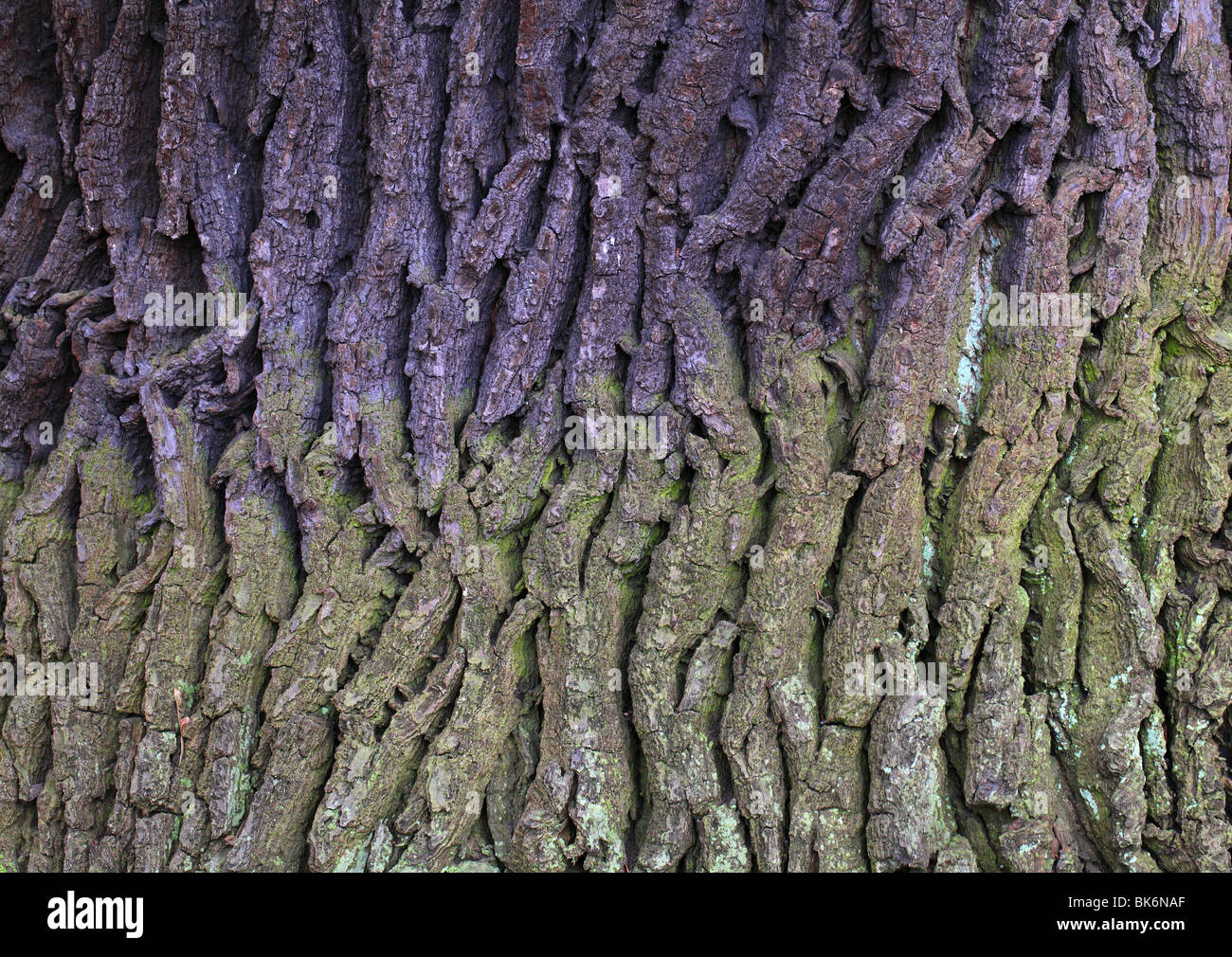 Old oak tree bark Quercus robur Stock Photo - Alamy
