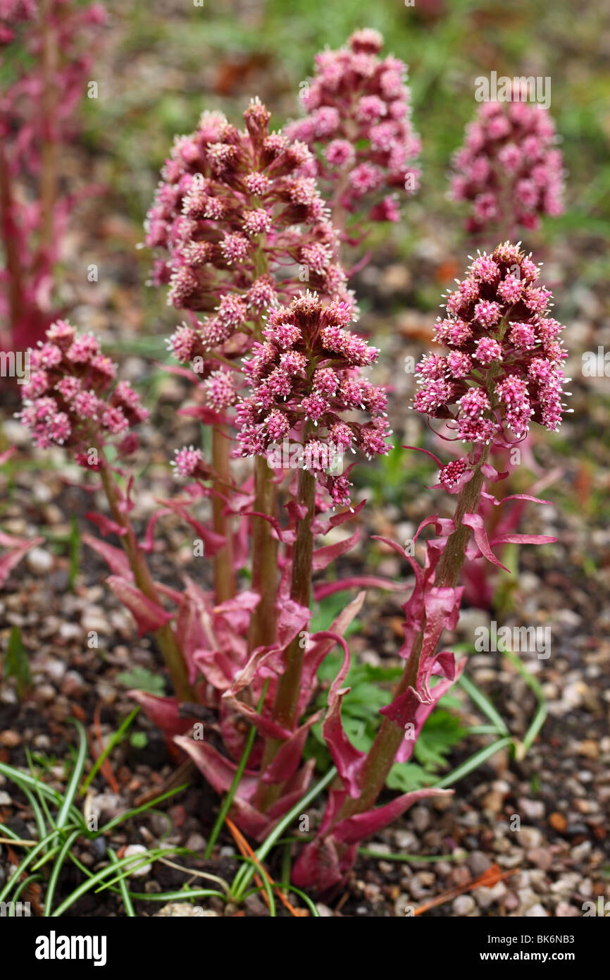 Butterbur flowers close up Petasites hybridus Stock Photo - Alamy