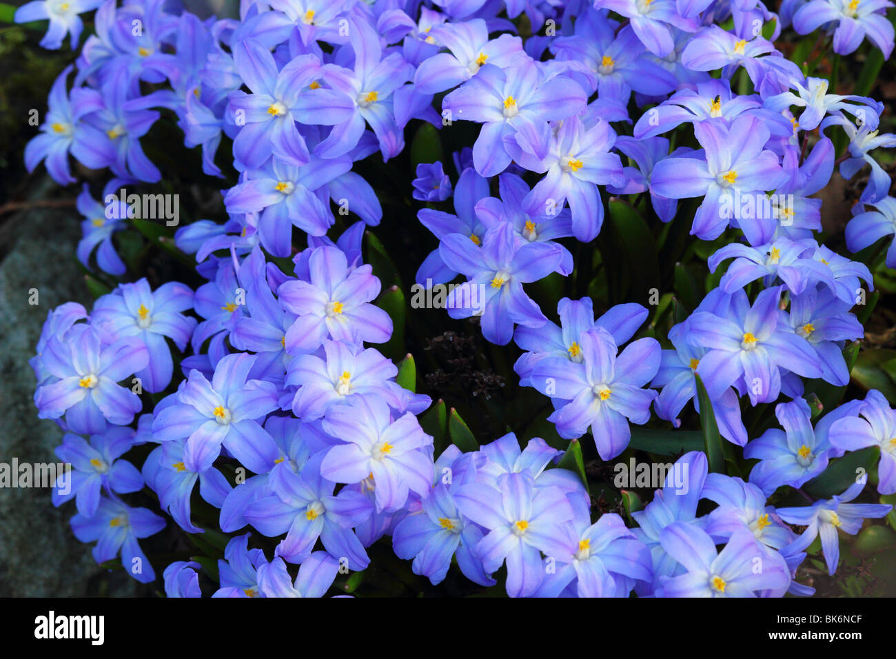 Forbesii hi-res stock photography and images - Alamy