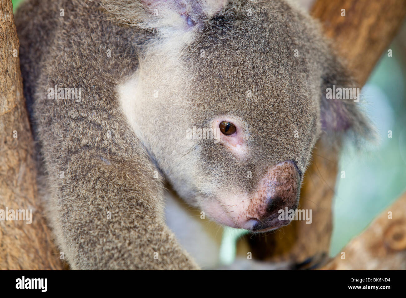 Kaola hi-res stock photography and images - Alamy
