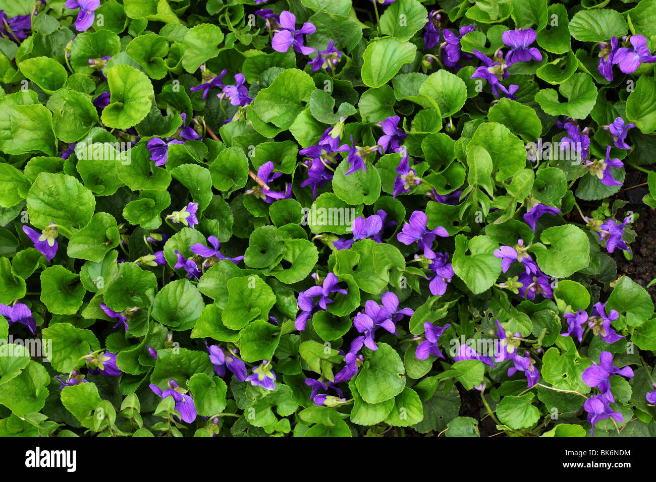 Violet flowers Viola odorata close up Stock Photo - Alamy