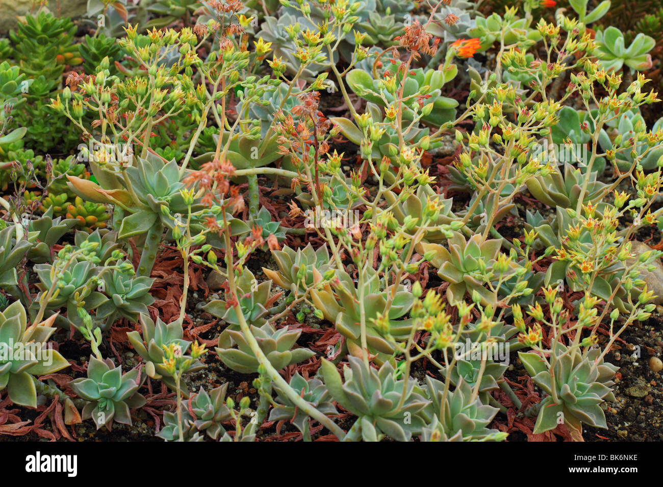 Graptopetala hi-res stock photography and images - Alamy