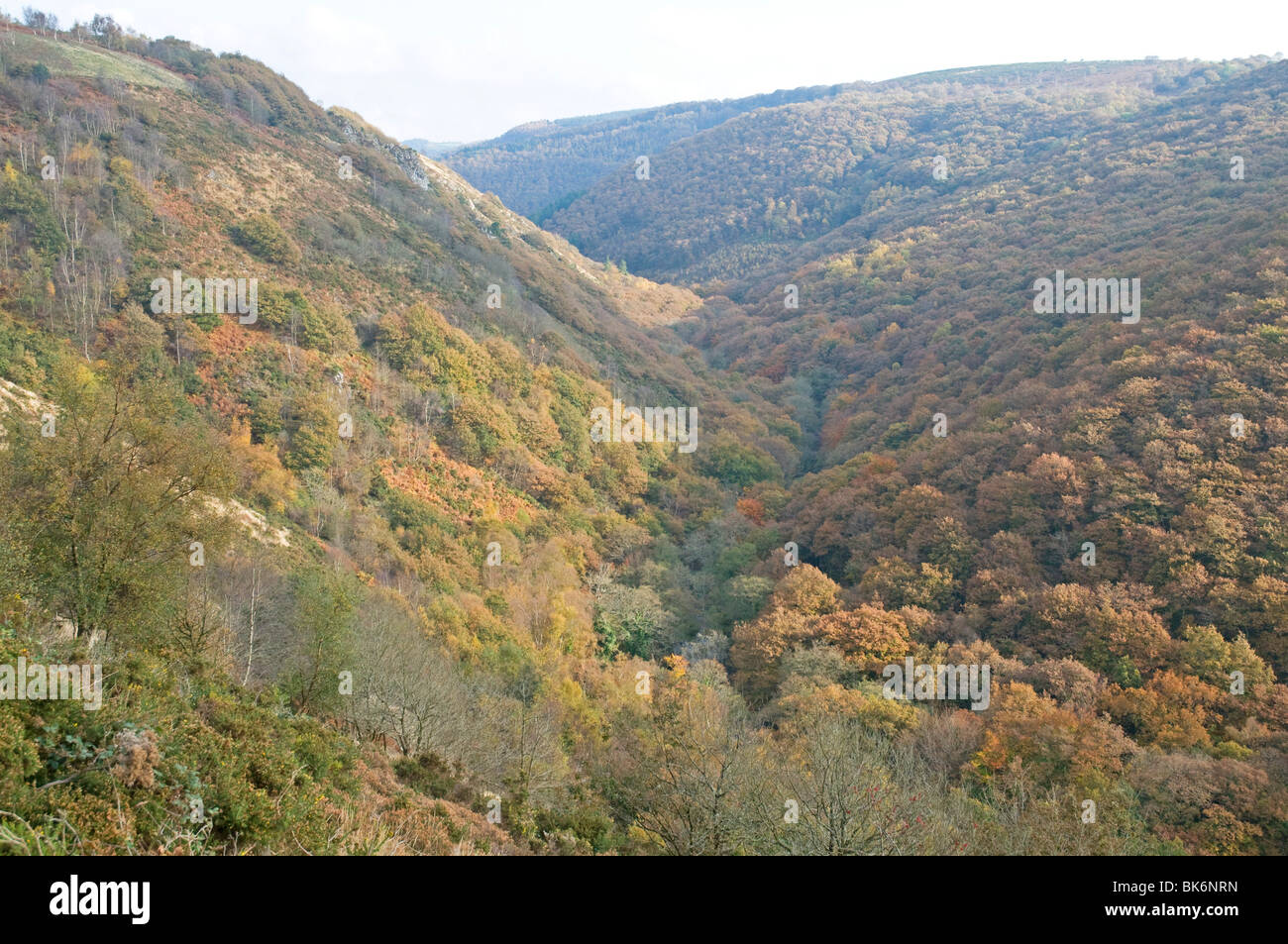 Autumn colours in the Teign Valley below Castle Drogo Stock Photo - Alamy