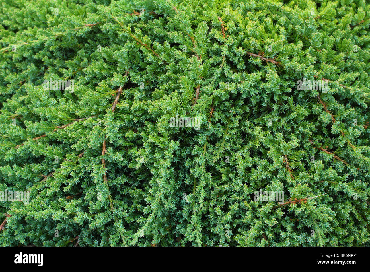 Juniper green hi-res stock photography and images - Alamy