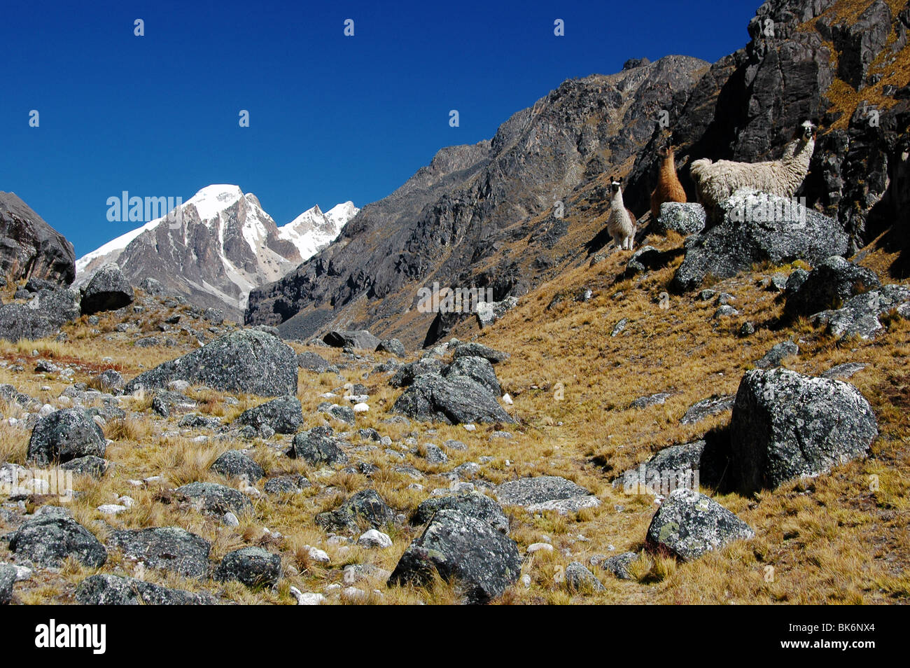 Cordillera Real, Bolivia Stock Photo - Alamy