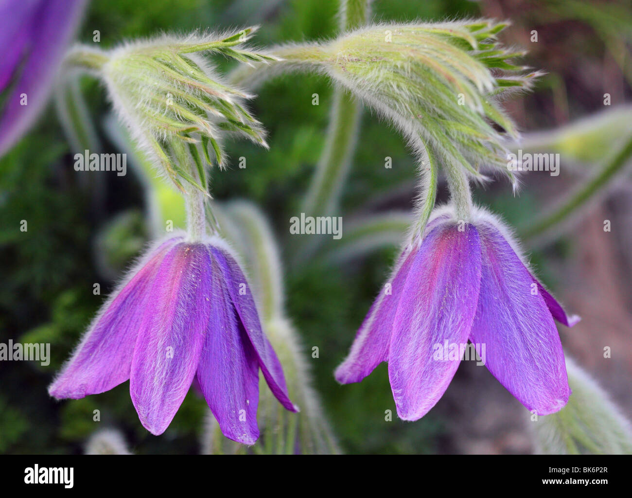 Pasque spring flowers blooming Pulsatilla vulgaris Stock Photo - Alamy