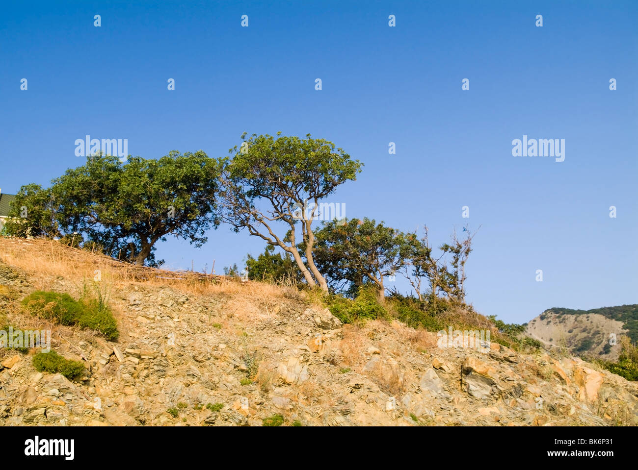 Landscape with birches Stock Photo - Alamy