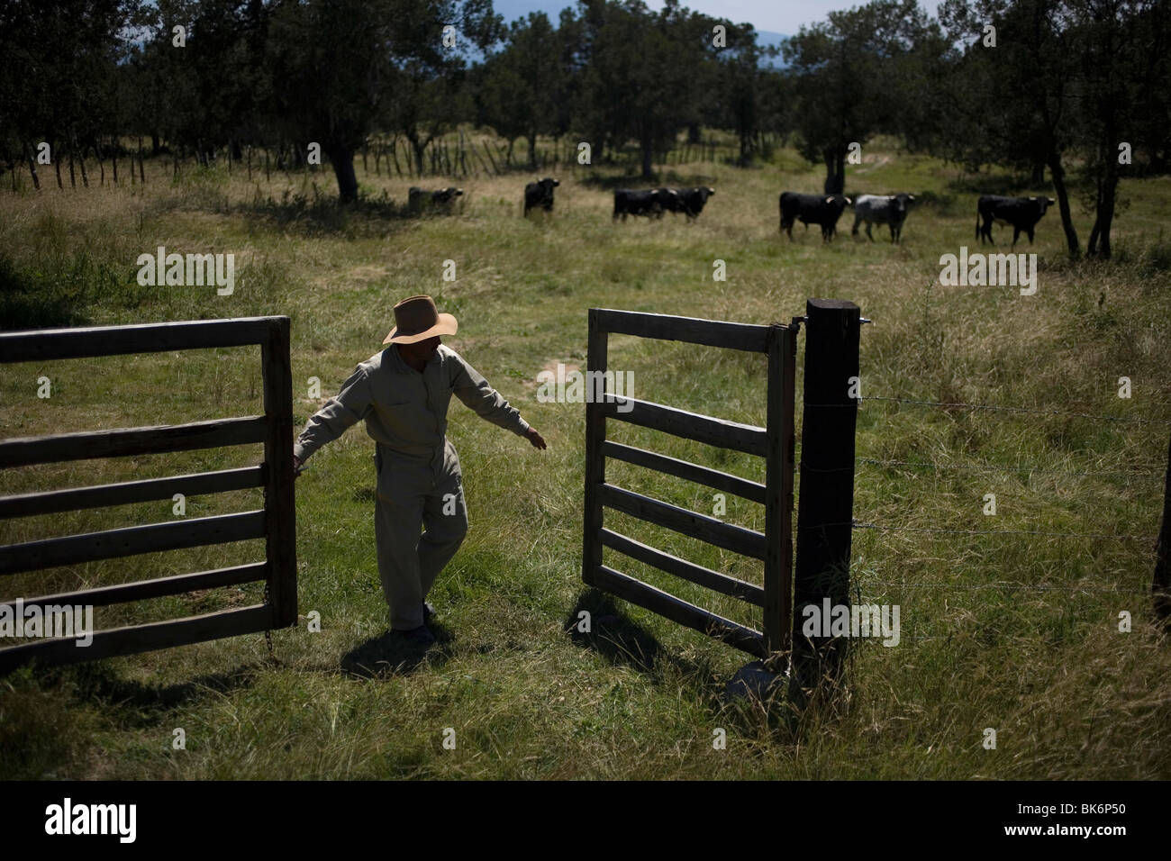 A foreman opens a gate near fighting bulls on Piedras Negras ranch in ...