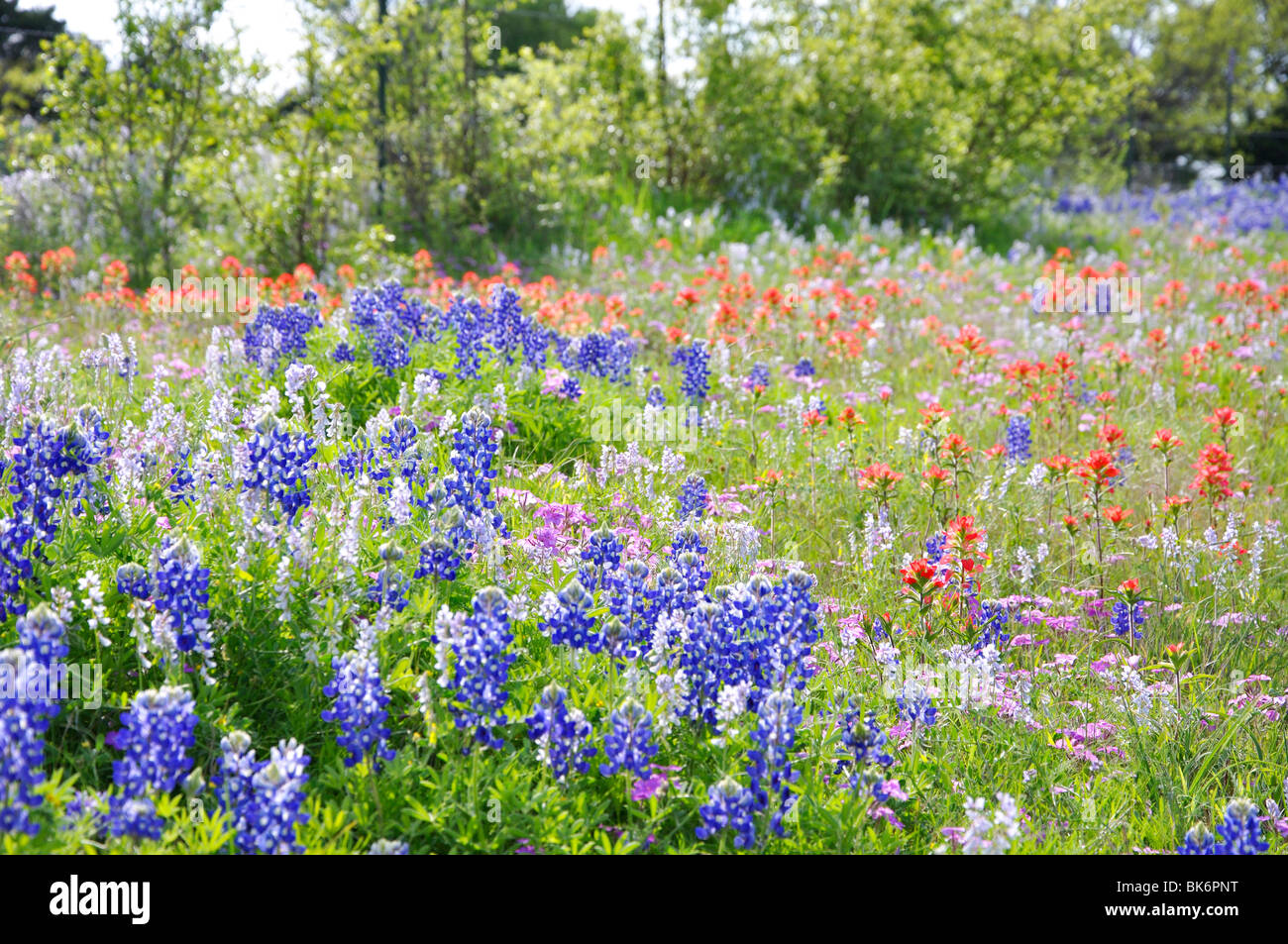 Bluebonnets in Texas, USA Stock Photo - Alamy