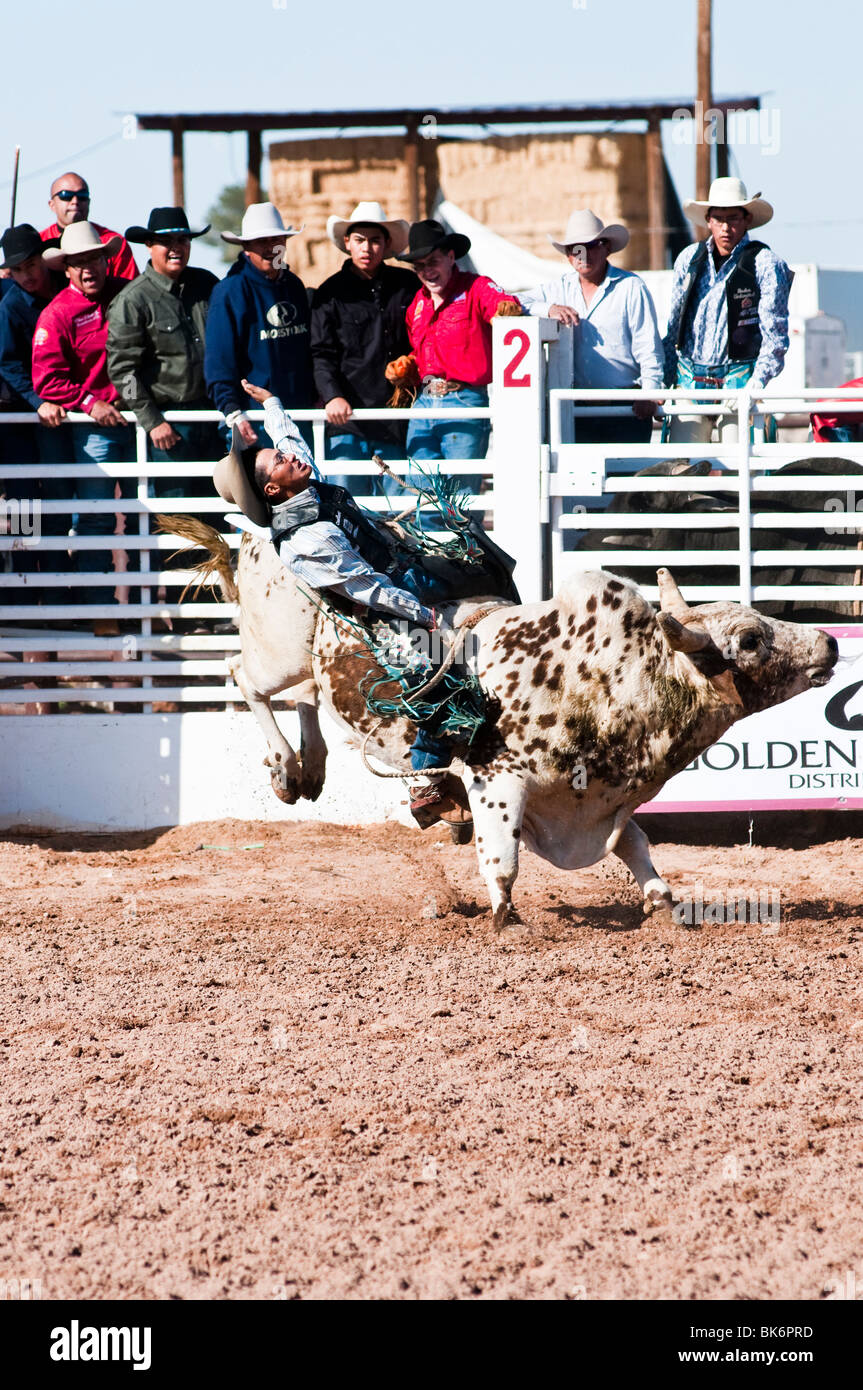 a cowboy competes in the bull riding event during the O'Odham Tash all ...