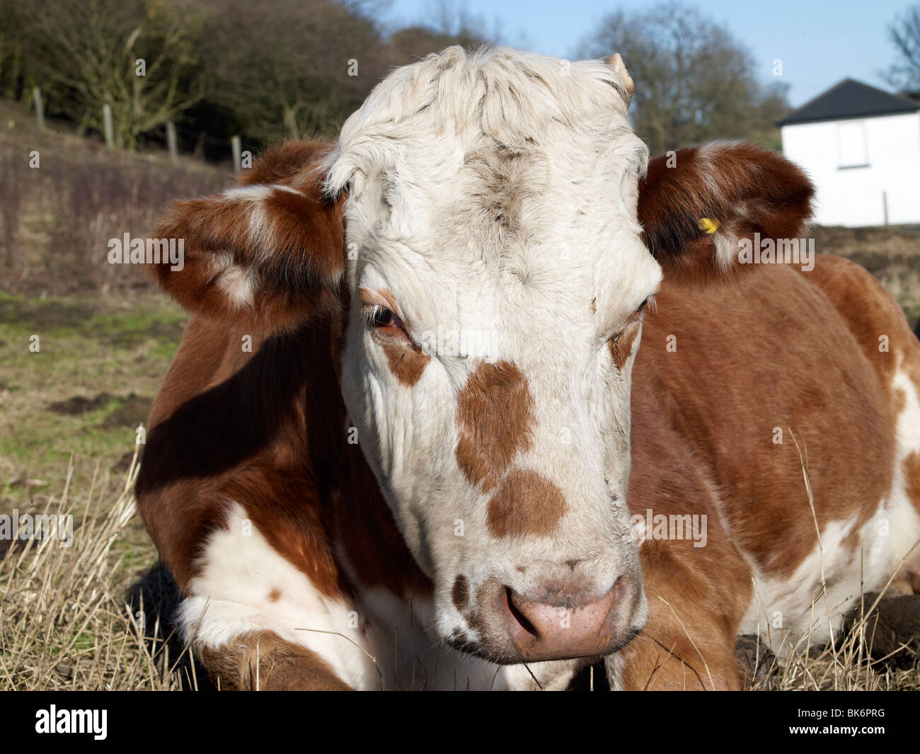 Face of cattle hi-res stock photography and images - Alamy