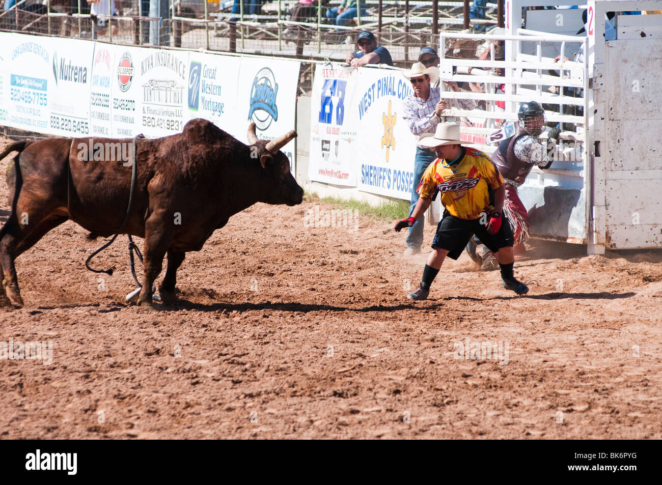 a cowboy competes in the bull riding event during the O'Odham Tash all ...