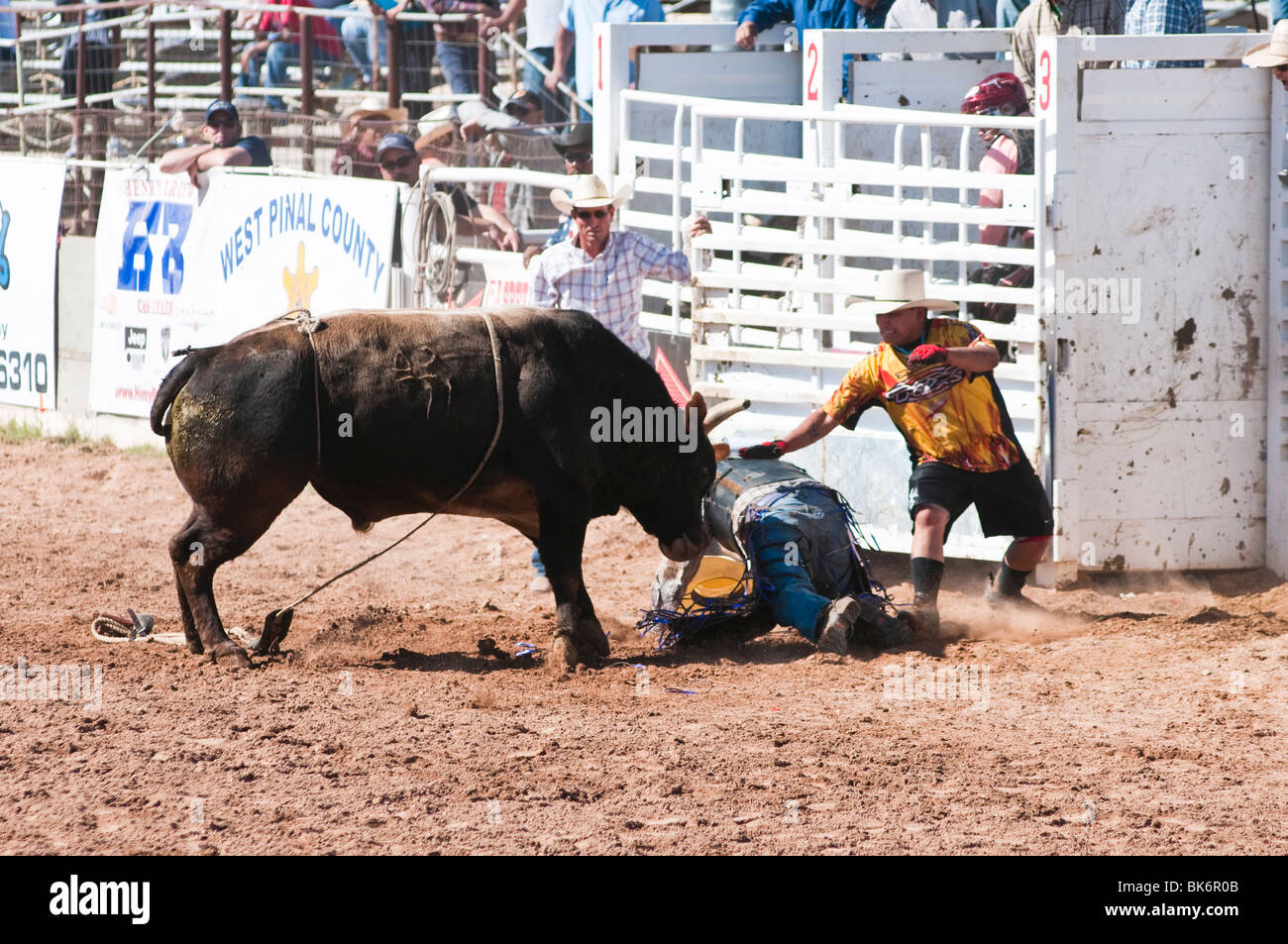 Brahma Bull Stock Photos & Brahma Bull Stock Images - Alamy