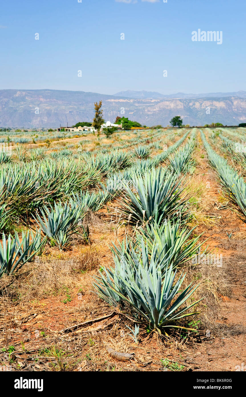 Agave field hi-res stock photography and images - Alamy