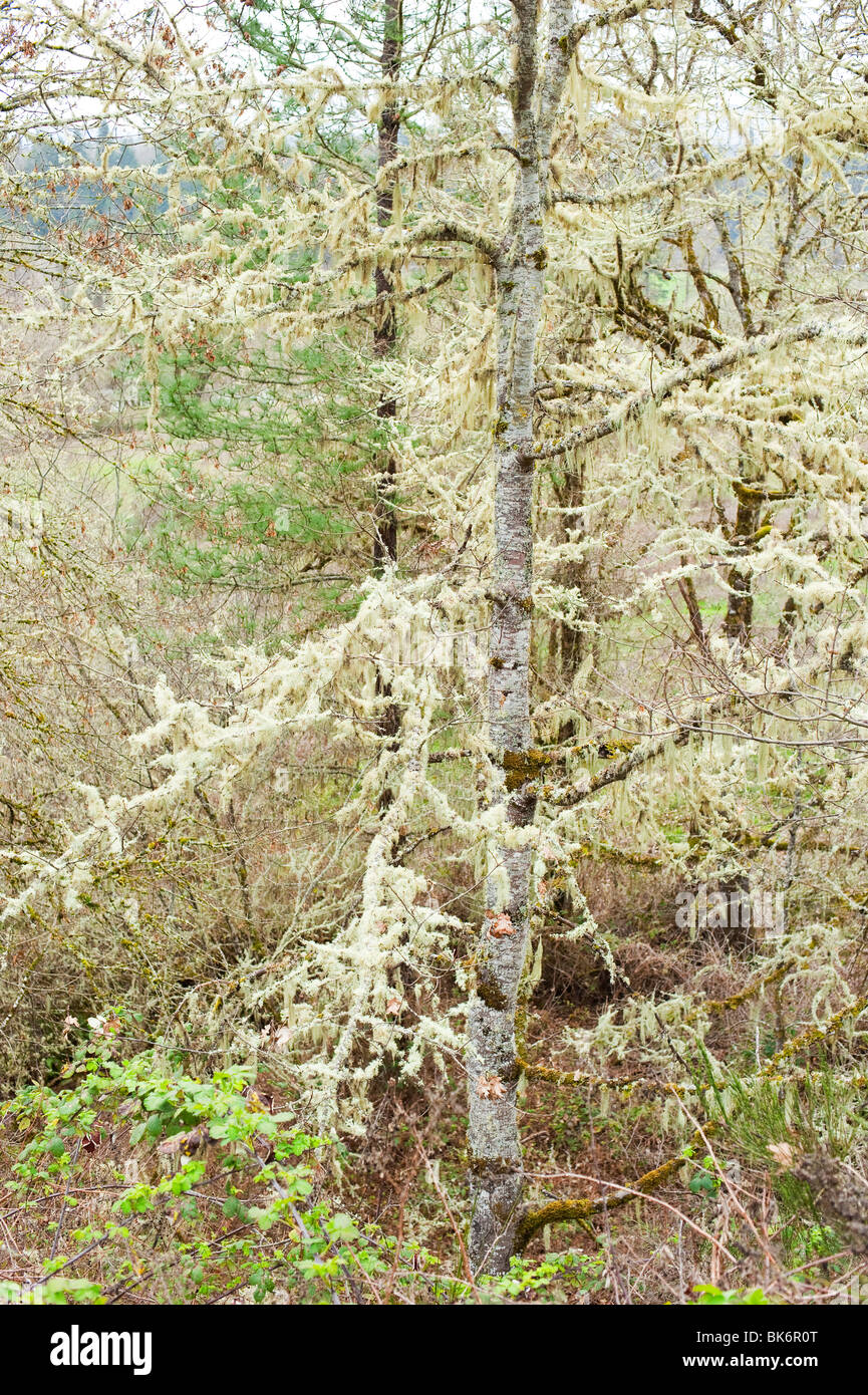 Lichen tree hi-res stock photography and images - Alamy