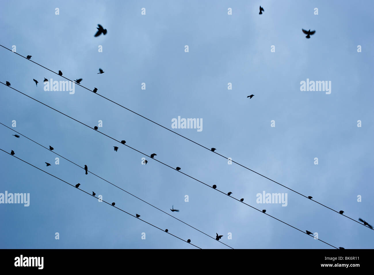 Birds sitting on electricity wires Stock Photo - Alamy